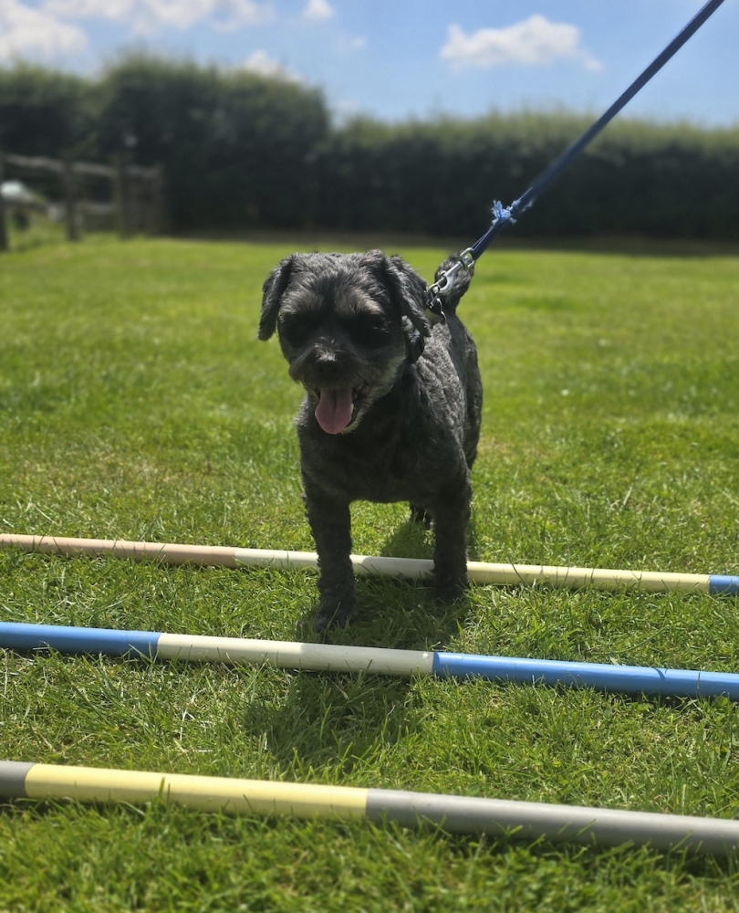 Physiotherapy for dogs - Snowys Canine Therapy Centre